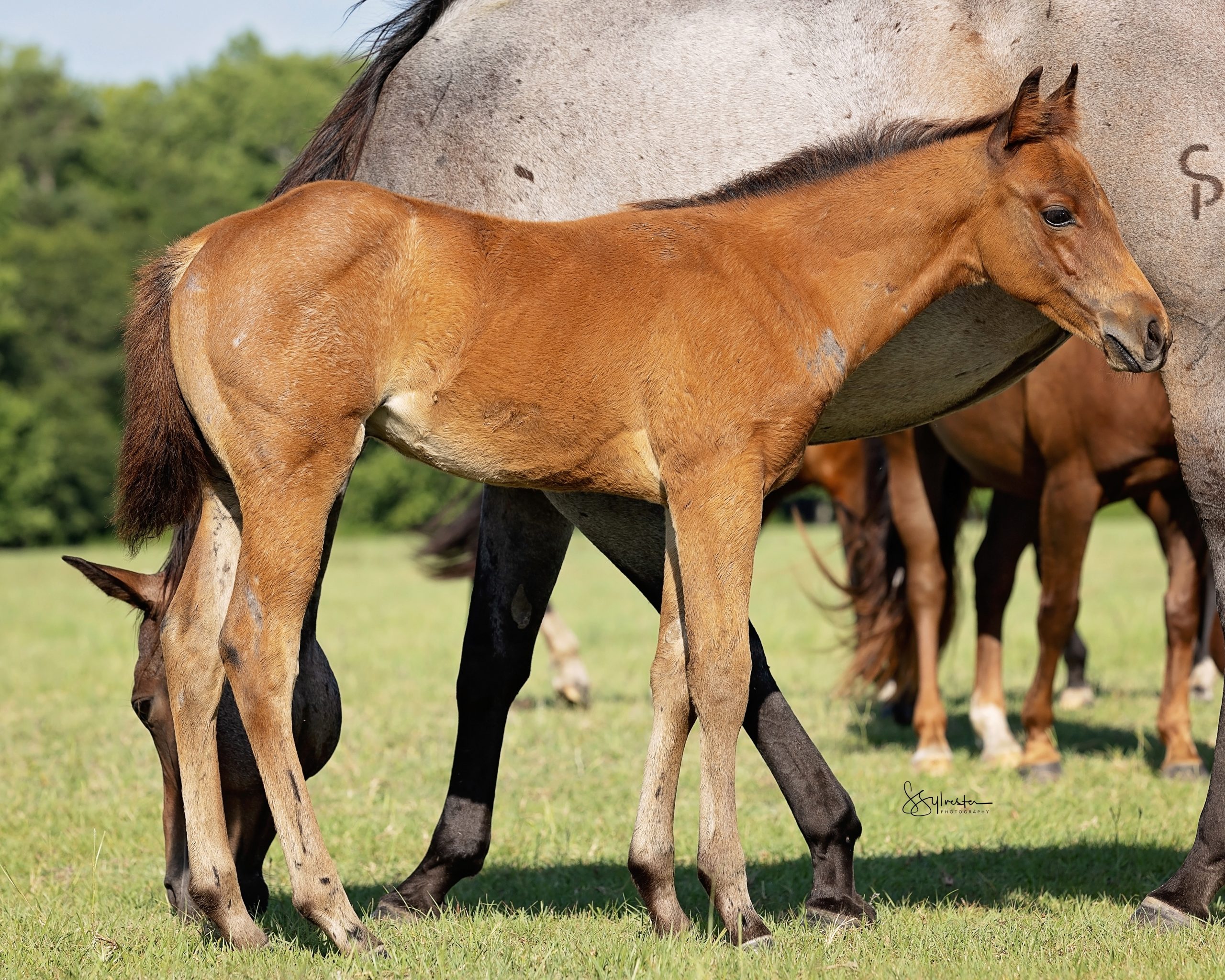 Weanling Prospects – Creek Plantation