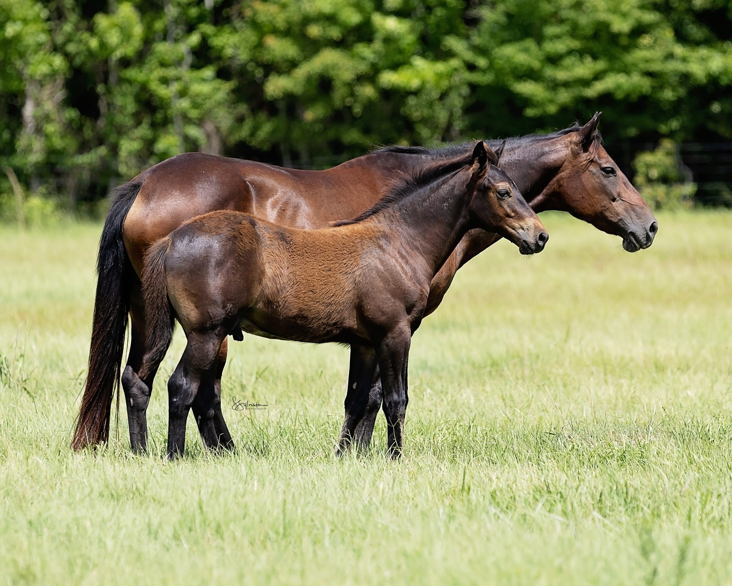 Weanling Prospects – Creek Plantation